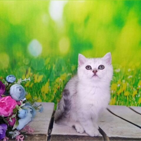 Британские котята