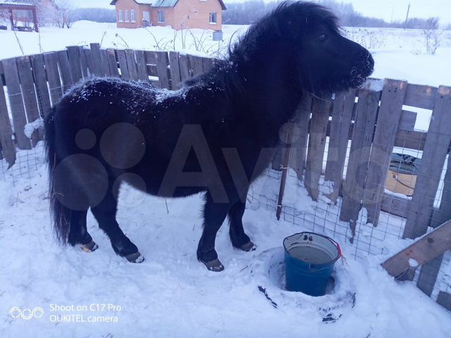 Продается пони