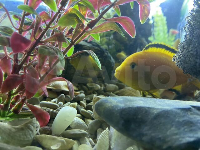 Рыбки цихлиды