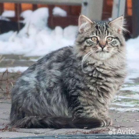 Очень пушистый котенок девочка 5 мес в дар