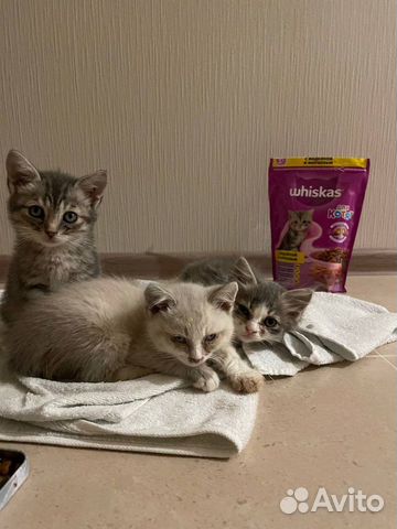 Котята ищут дом