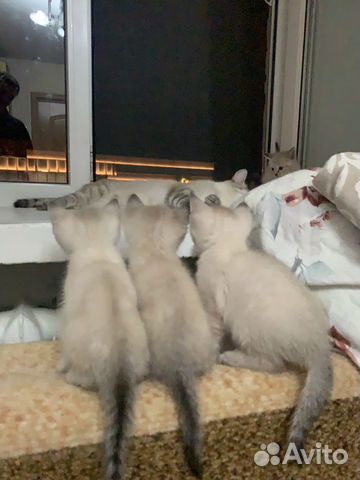 Тайские котята