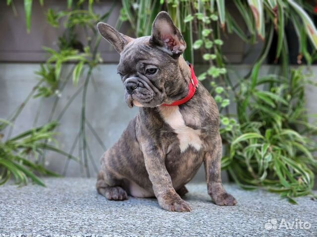 Девочка голубой тигр