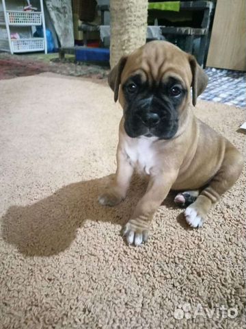 Чистокровный боксёр девочка