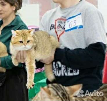 Кот производитель