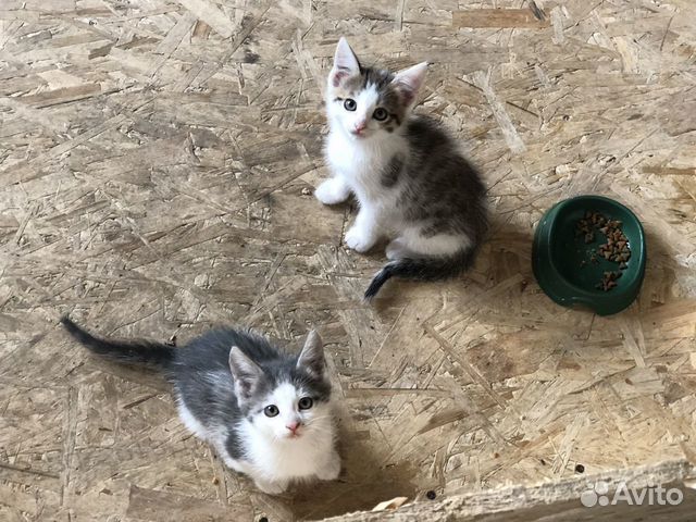 Котятки в добрые руки