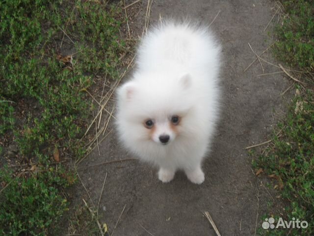 Белый мальчик