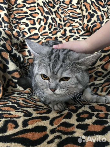 Отдам кота шотландец прямоухий