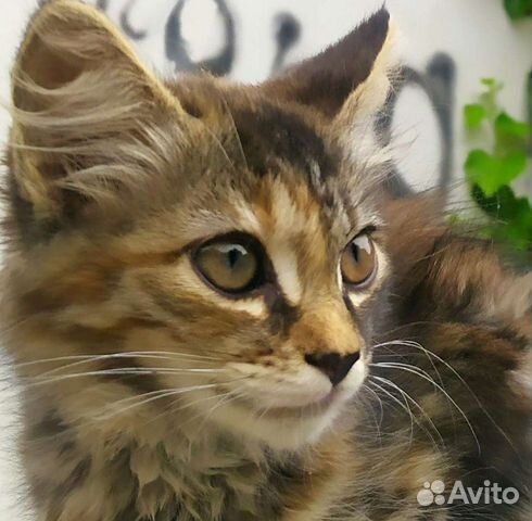 Котенок