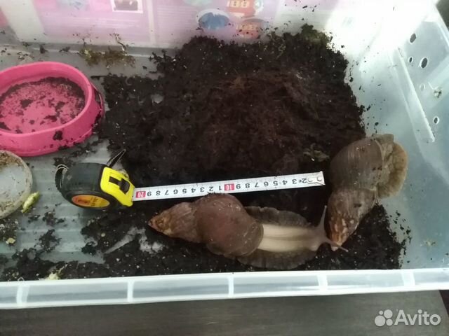Улитки ахатины бесплатно