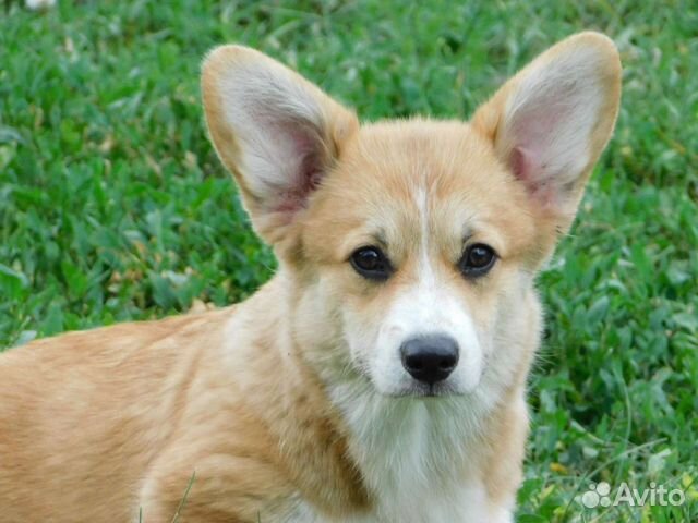 Сладкие коржики