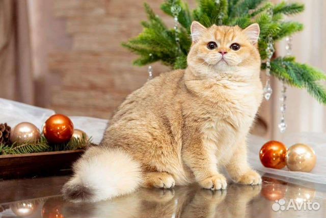 Котик by12