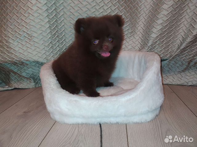 Шоколадные медвежата Померанские шпицы