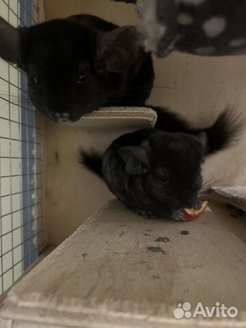 Ручная шиншилла