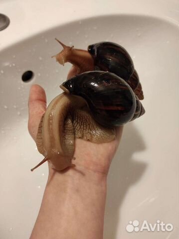 Улитки ахатины иммакулята