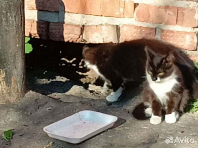 Котята в добрые руки бесплатно