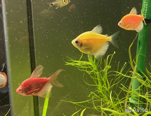 Тернеция гло фиш (glo fish)