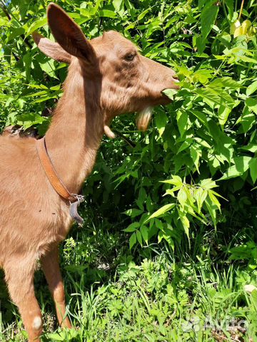 Коза заано-альпийская