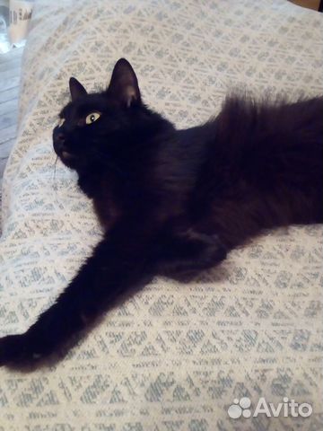 Очень ласковая кошечка в добрые любящие руки