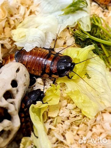 Мадагаскарский шипящий таракан