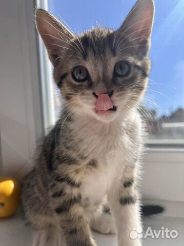 Котята