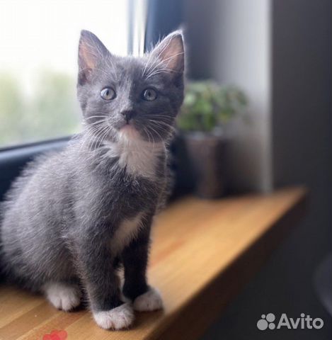 Котенок девочка в добрые руки