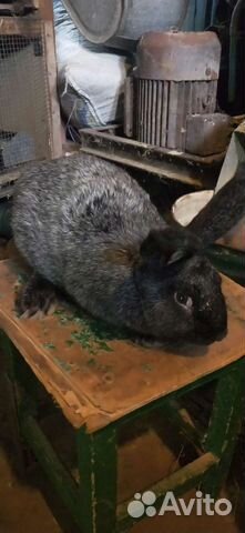 Полтавское серебро