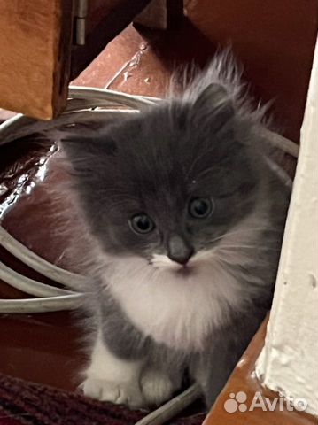 Котёнок бесплатно