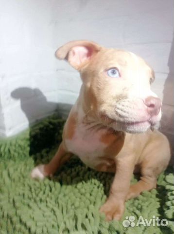 Мальчик амбулли разноглазый