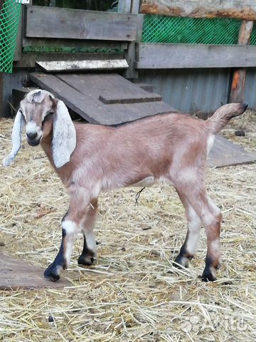 Коза нубийская