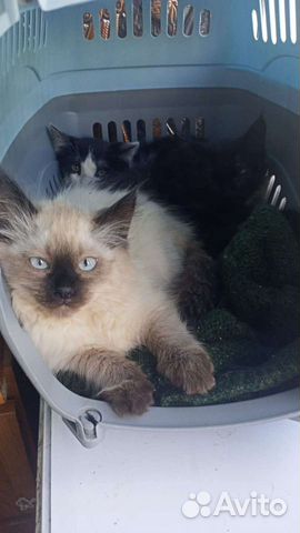 Котенок