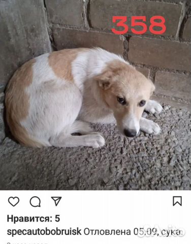 Девочки Лисичка и Тоня попали в отлов, спасите