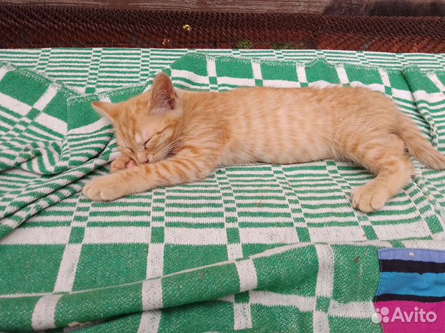 Кошка в дар бесплатно