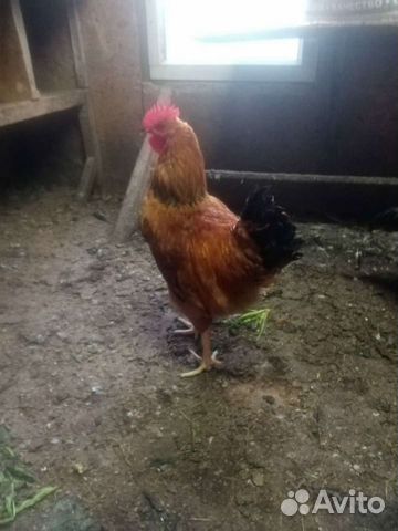 Петух кучинской юбилейной