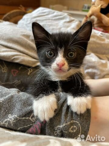 Котенок-девочка