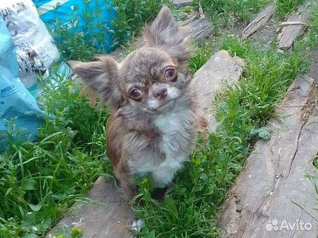 Чихуахуа мини девочка