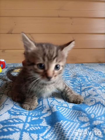 Котенок мальчик. Хочет заботы и тепла