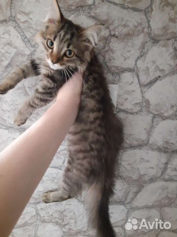 Кошки в добрые руки бесплатно