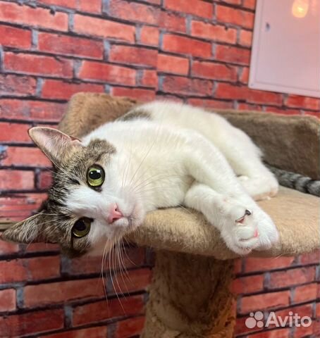 Кошечка Звездочка 4 года