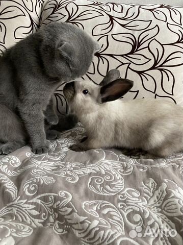 Кролик в добрые руки