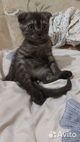Шотландские вислоухие котята