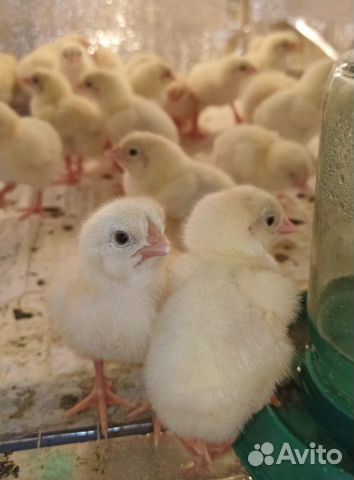 Суточные цыплята разных пород