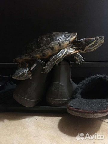 Красноухая черепаха бесплатно