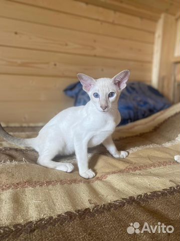 Ориентальные котята