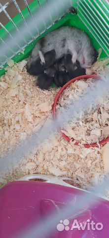 Джунгарский хомяк