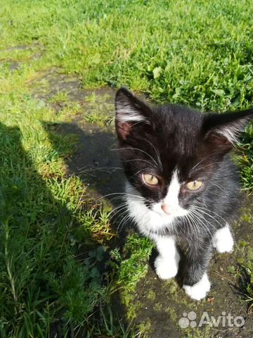 Котятки ищут семьи