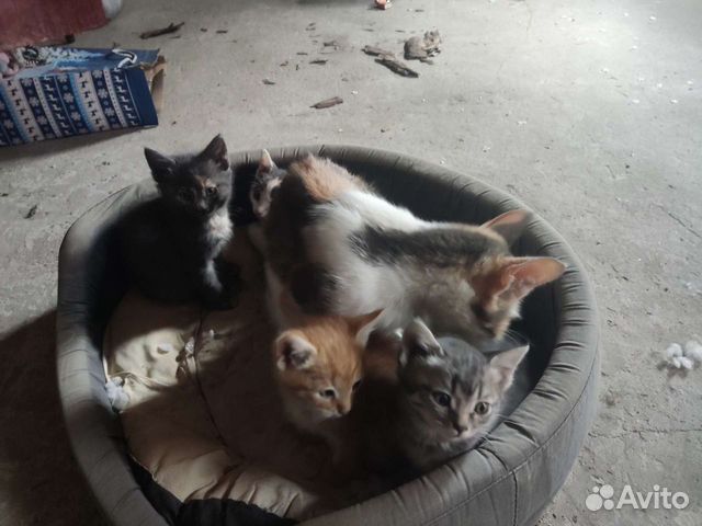 Котята в добрые руки