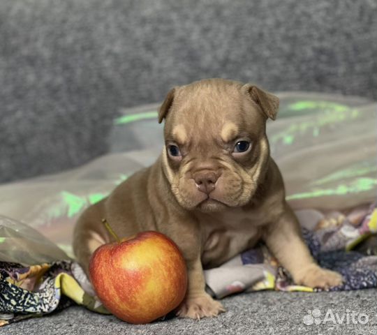 Красавица шоколадка булли