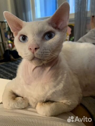 Девон рекс кот отдам в хорошие руки