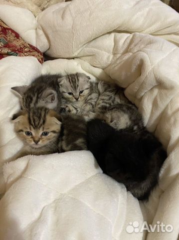 Британские котята